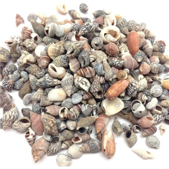 Accents | Indian Ocean Small Mix Sea Shells Small Shells Mixed 8 Oz ...